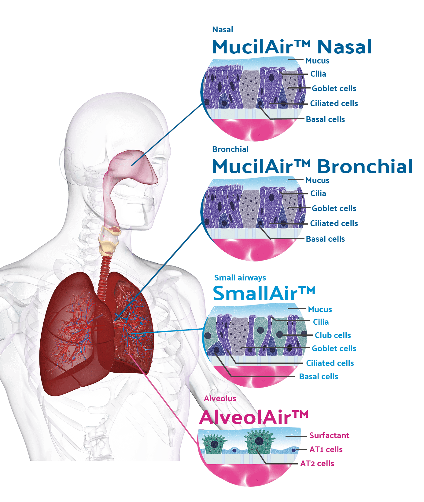 Award for 3-D Human Tissue Models or Alveolar Macrophages to Assess ...