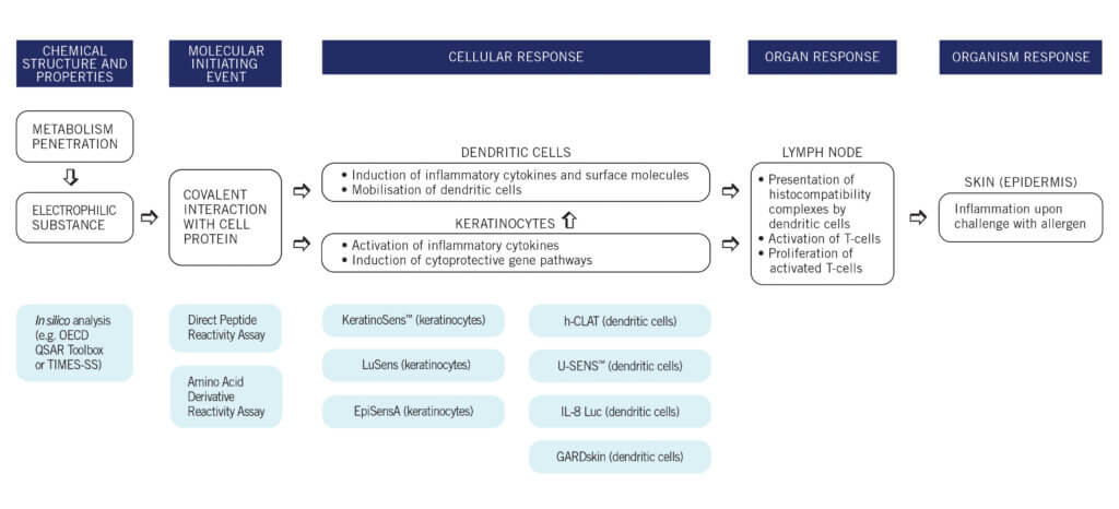 Skin Sensitisation - PETA Science Consortium International e.V.